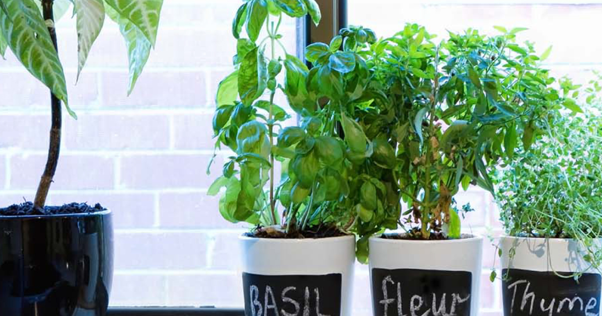 Spruce Up Your Space with These 10 Clever Kitchen Window Sill Ideas ...