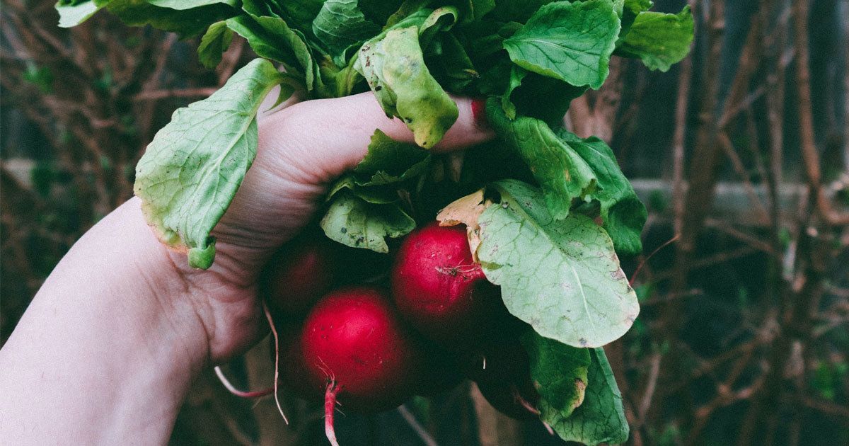 Best veggies to plant in your garden this spring | Storage King